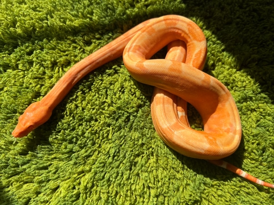 Sun Dragon Boa (Leona) Boa Constrictor by Mercedes May Regius