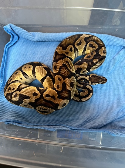Pastel OD Ball Python by Back Road Reptiles and Exotics LLC