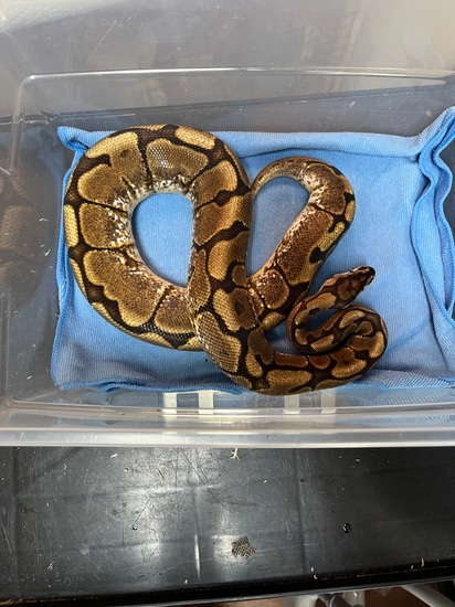YB Spider Ball Python by Back Road Reptiles and Exotics LLC