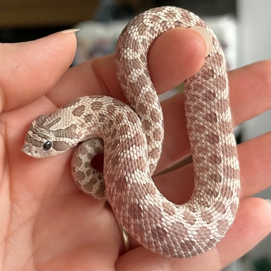 Lavender 66% Het Frosted Western Hognose by AML Reptiles