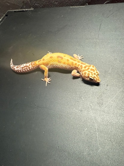 Tangerine Tremper Albino Leopard Gecko by Amm_Sunrise_Exotics
