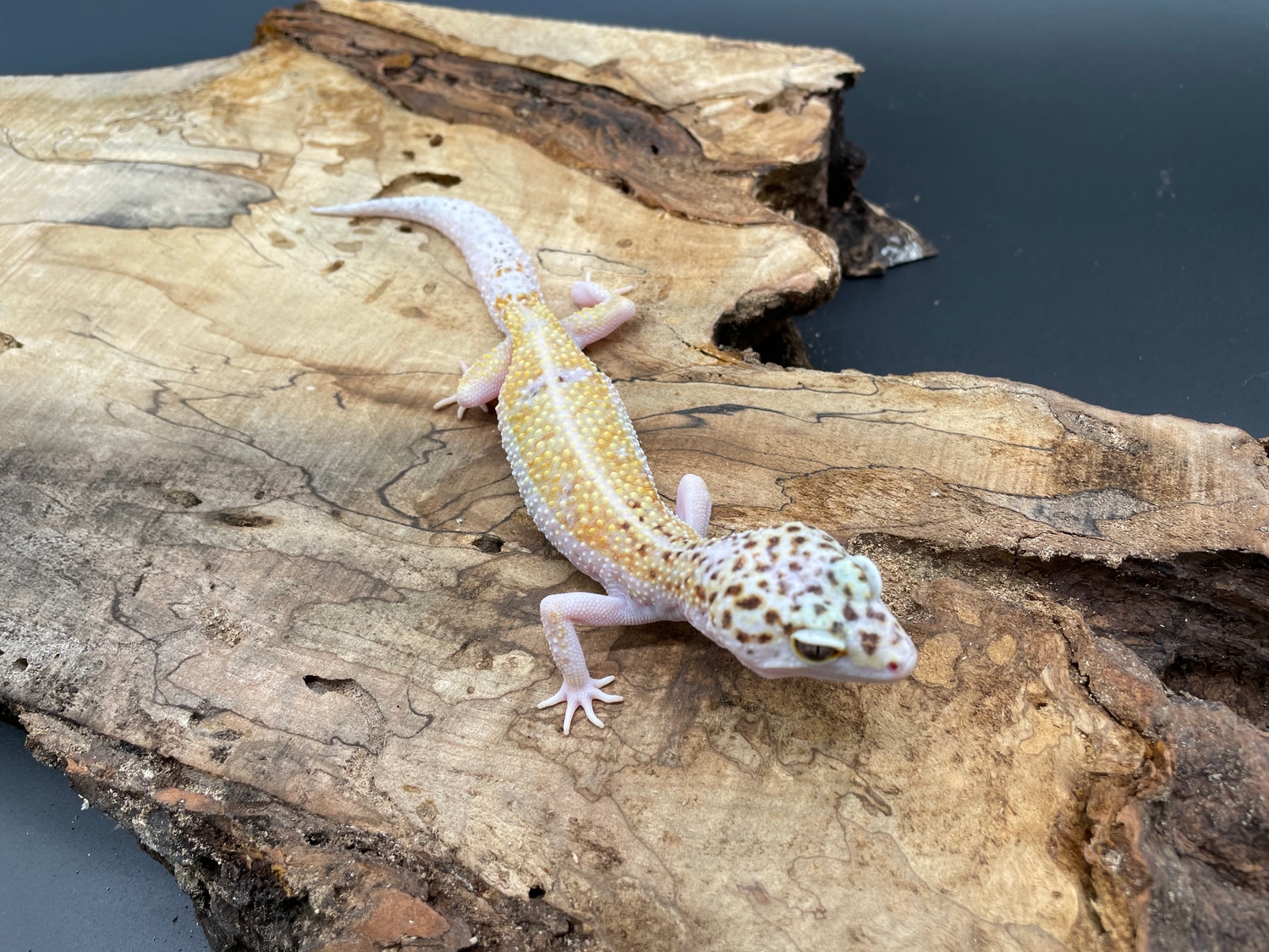 W/Y Hypo Mack Snow Pos Het Tremper Albino Pos Het Eclipse Leopard Gecko ...