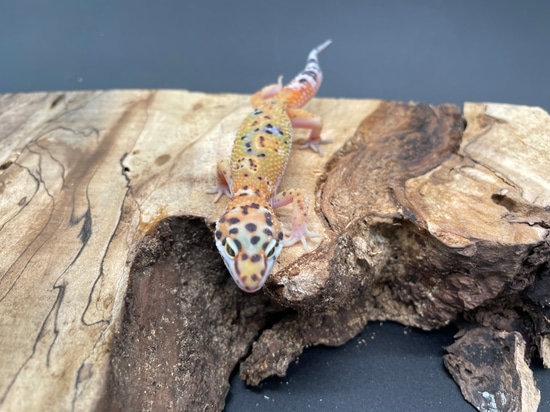 23’ Male Mack Snow White & Yellow Het Temper Albino 50%het Eclipse Pos ...