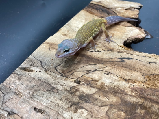 Murphy's Patternless Leopard Gecko by The Triple P Premium Pets & Products