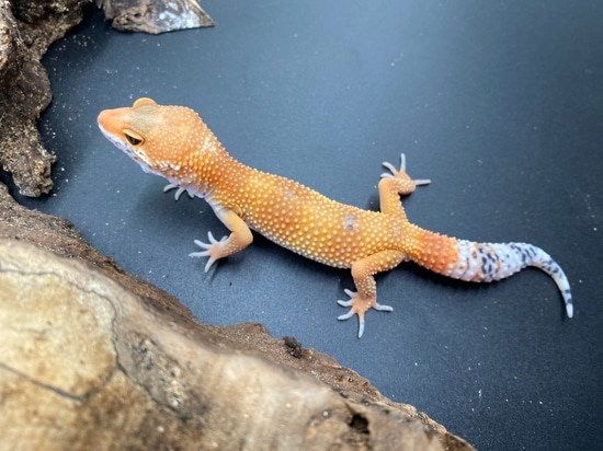 Super Hypo Tangerine Carrot Tail Baldy Leopard Gecko by The Triple P ...