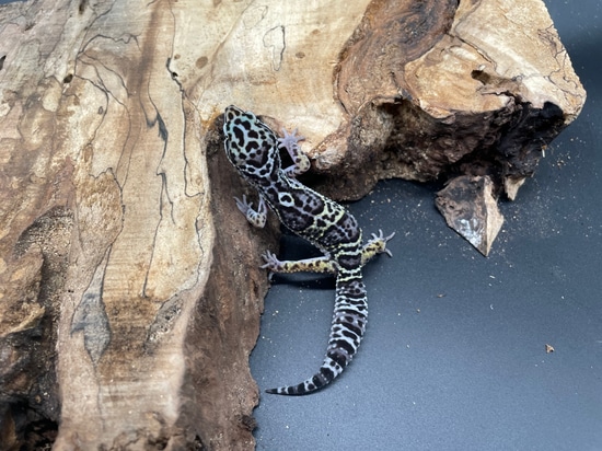 Black Knight Bold Mack Snow Leopard Gecko by The Triple P Premium Pets ...