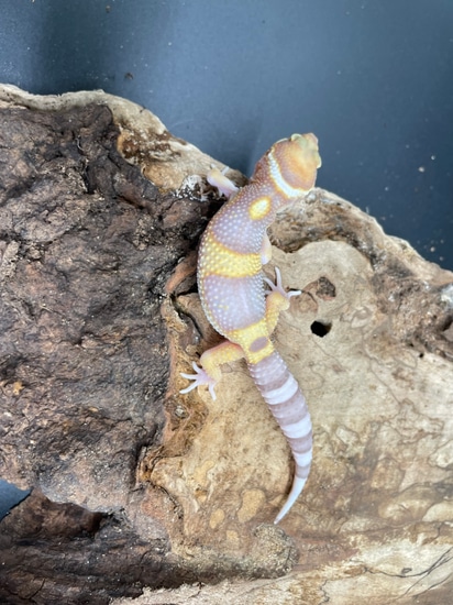 Sunglow Bell Albino Leopard Gecko by The Triple P Premium Pets & Products