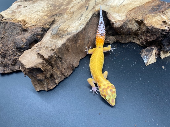 Sunglow Bell Albino Leopard Gecko by The Triple P Premium Pets & Products