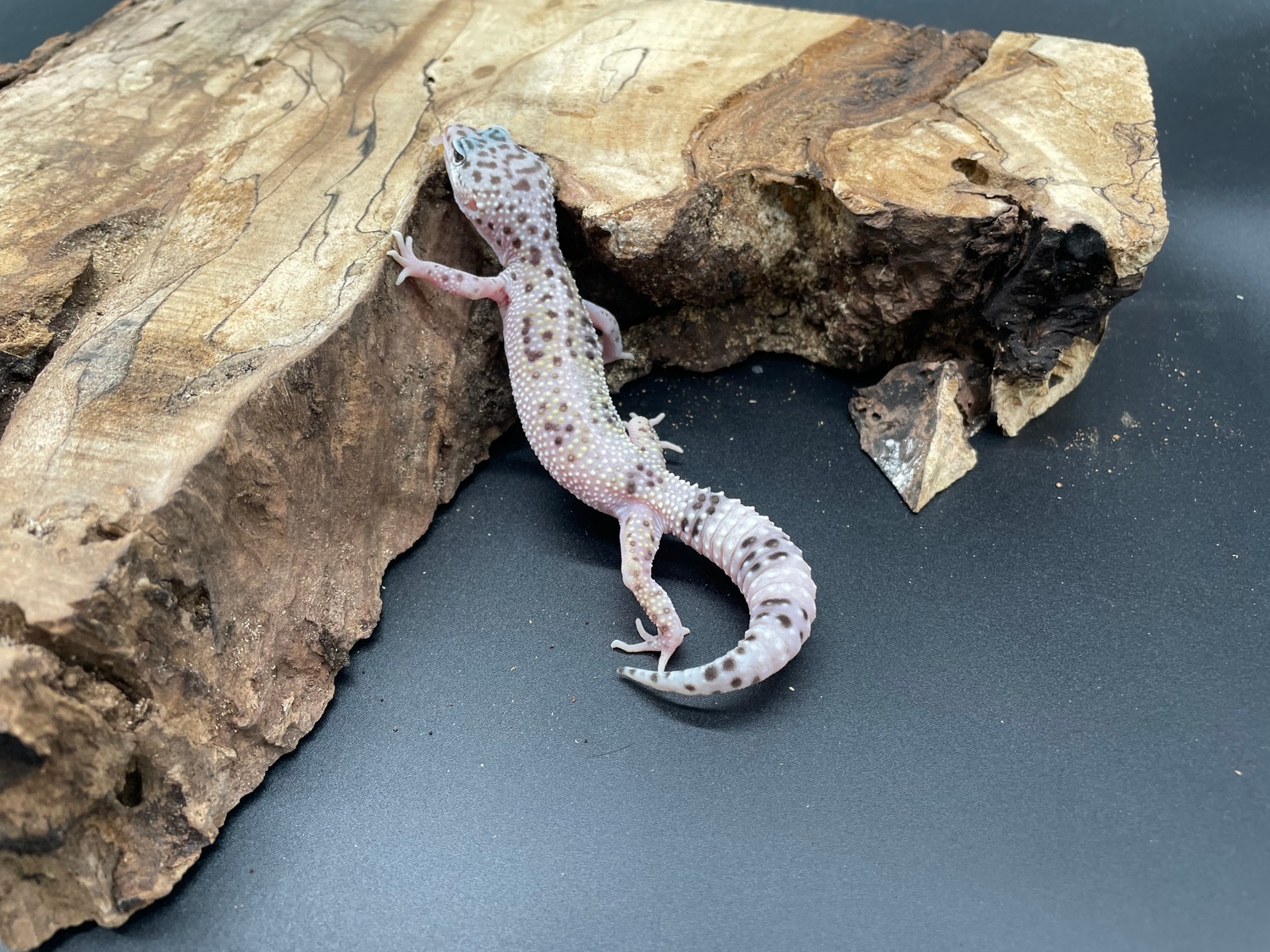 Mack Snow Eclipse Leopard Gecko by AMN Reptiles - MorphMarket