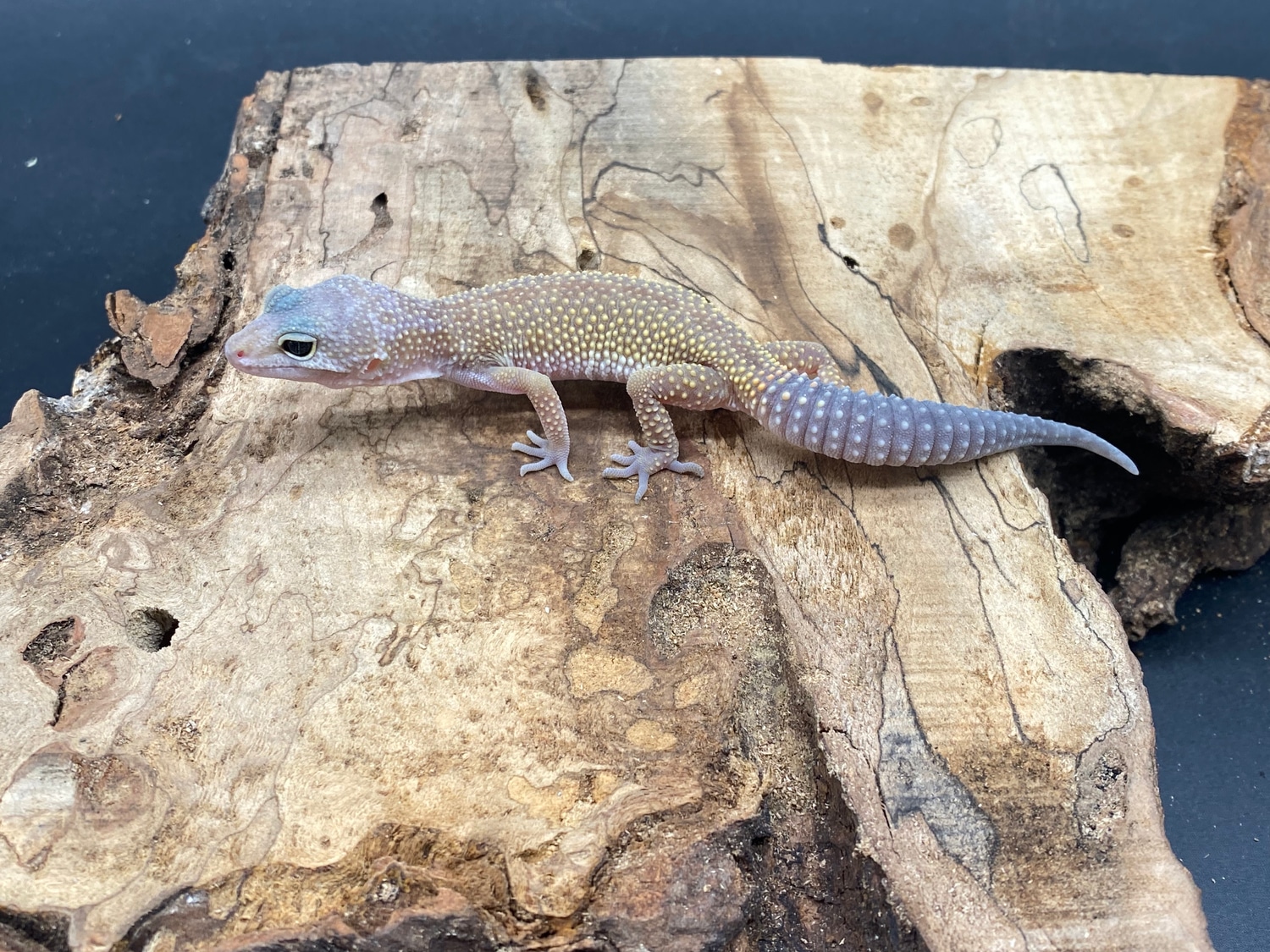 Murphys Patternless Leopard Gecko by AMN Reptiles - MorphMarket