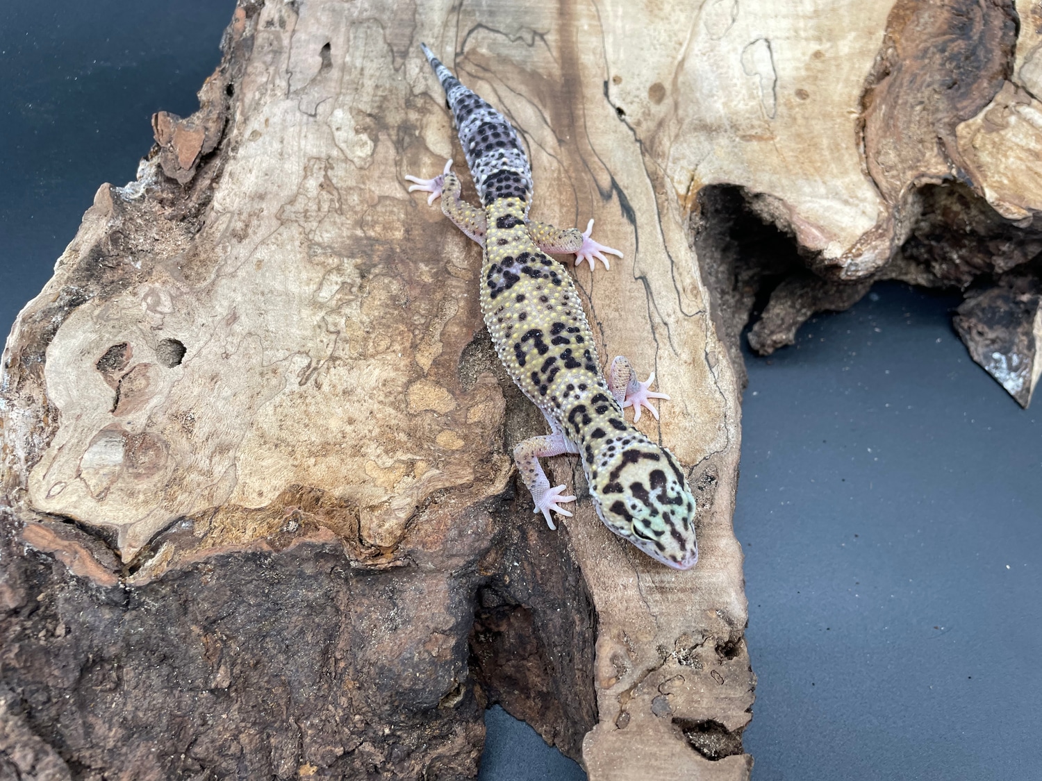 Mack Snow Het Eclipse Leopard Gecko by AMN Reptiles - MorphMarket