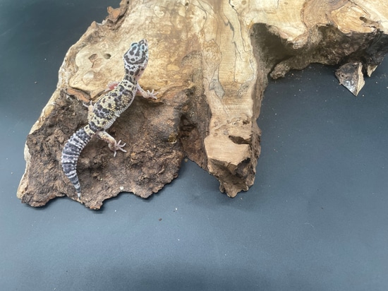 White/Yellow Mack Snow Leopard Gecko by AMN Reptiles