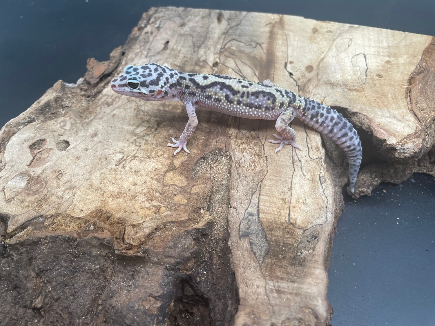 Mack Snow Het Eclipse Leopard Gecko by AMN Reptiles - MorphMarket