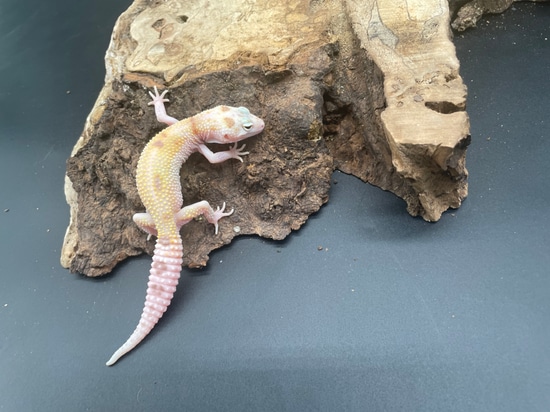 White/Yellow Marble Eye Leopard Gecko by The Triple P Premium Pets ...
