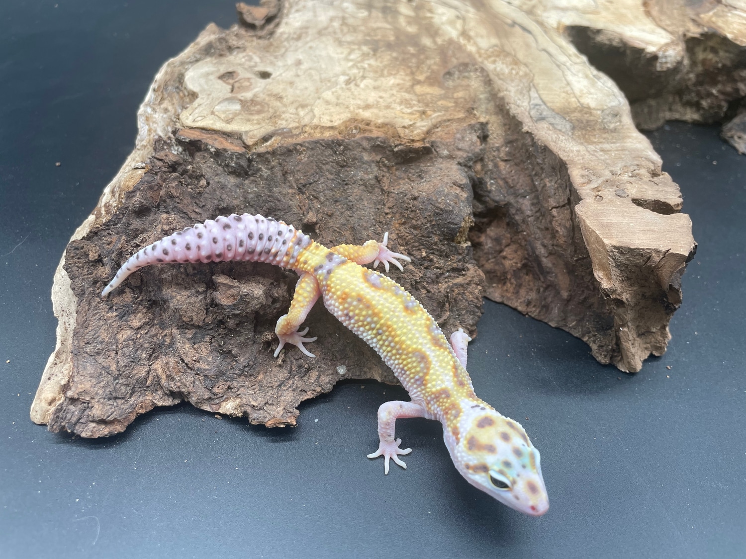 White/Yellow Hypo Mack Snow Leopard Gecko by AMN Reptiles - MorphMarket