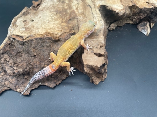 Super Hypo Tangerine Carrot Tail Baldy Leopard Gecko by The Triple P ...