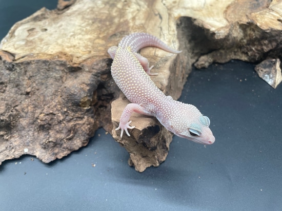 White & Yellow Mack Snow Raptor Leopard Gecko by The Triple P Premium ...