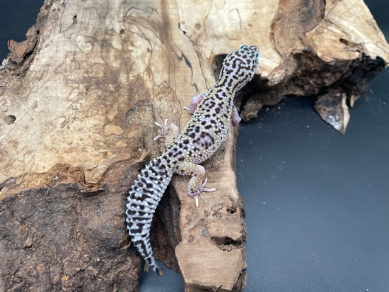 White & Yellow Mack Snow Leopard Gecko by The Triple P Premium Pets ...