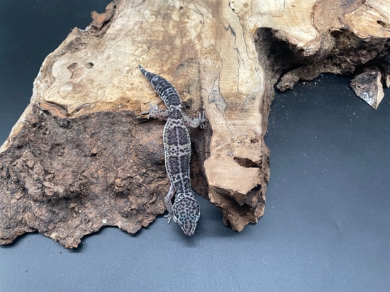 Black Knight Mack Snow Eclipse Leopard Gecko by The Triple P Premium ...