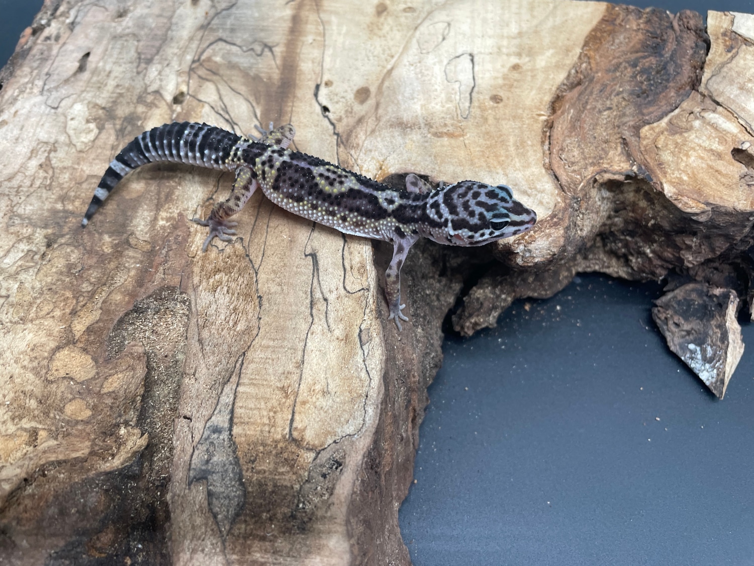 Black Knight Mack Snow Eclipse Leopard Gecko by AMN Reptiles - MorphMarket