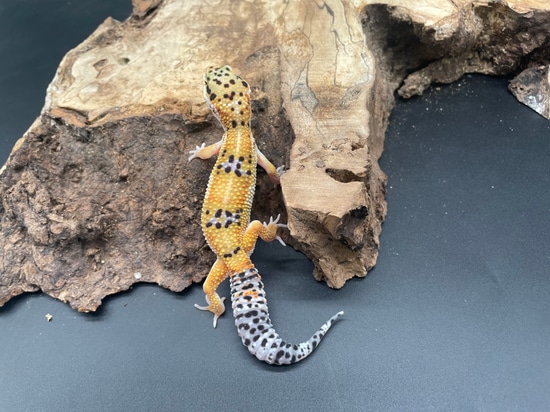 Normal Leopard Gecko by The Triple P Premium Pets & Products