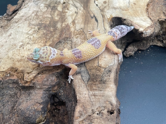 White & Yellow Tremper Albino Het Murphys Patternless Leopard Gecko by ...