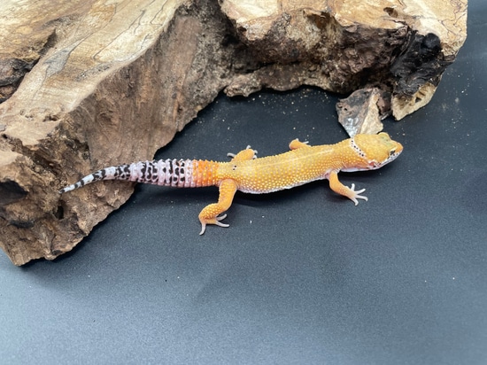Hypo Tangerine Carrot Tail Baldy Leopard Gecko by The Triple P Premium ...