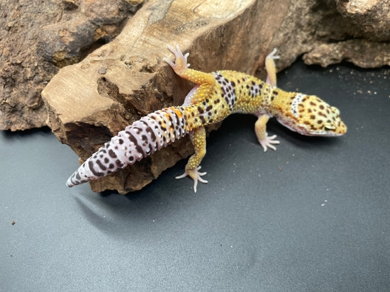 White & Yellow Mack Snow Eclipse Leopard Gecko by The Triple P Premium ...