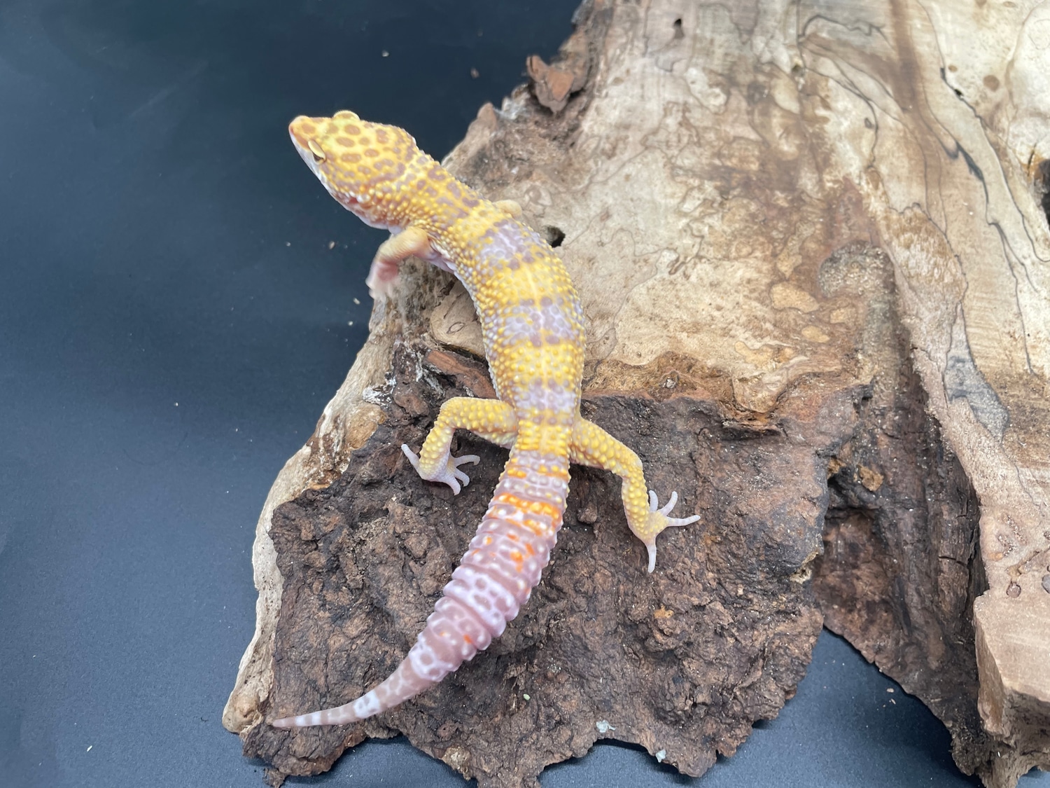 White & Yellow Leopard Gecko by AMN Reptiles - MorphMarket