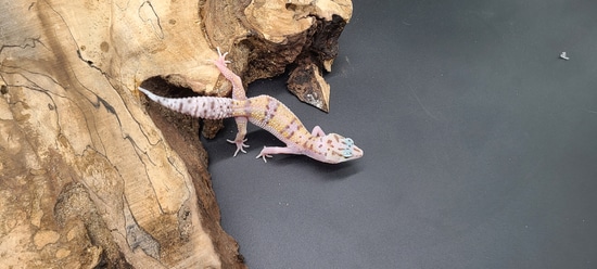 White & Yellow Mack Snow Raptor Leopard Gecko by The Triple P Premium ...