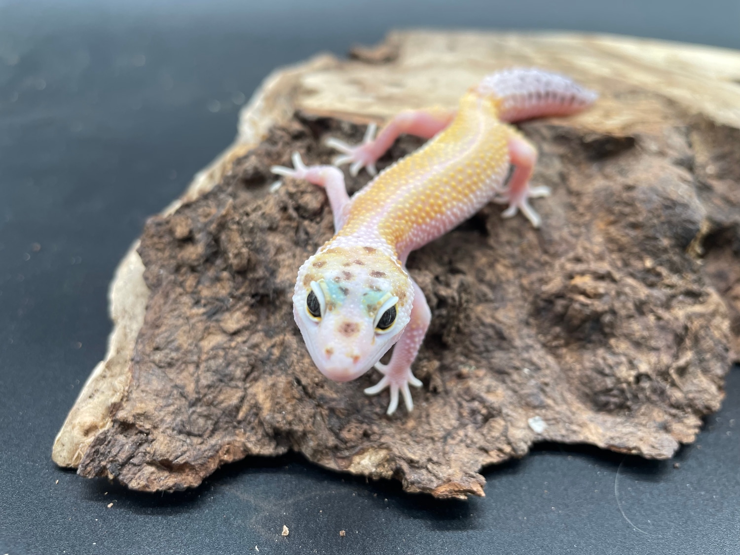 White & Yellow Hypo Pos Tremper Albino Tangerine Leopard Gecko by AMN ...