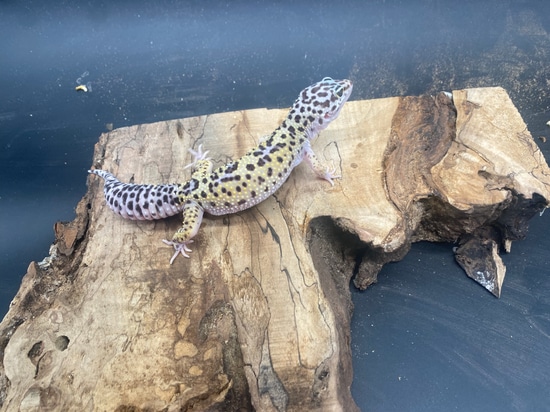 Mack Snow Leopard Gecko by AMN Reptiles