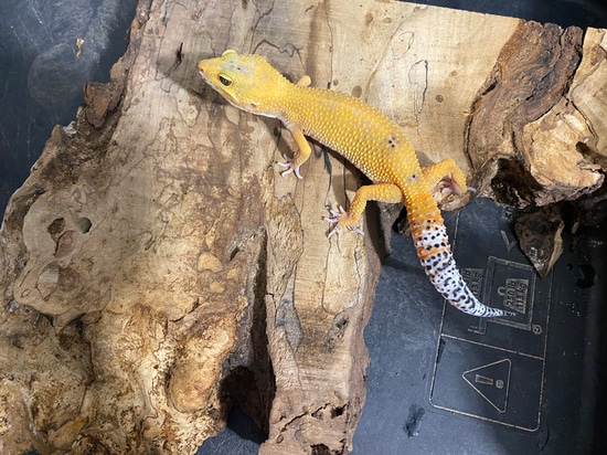 Hypo Tangerine Carrot Tail Leopard Gecko by The Triple P Premium Pets ...
