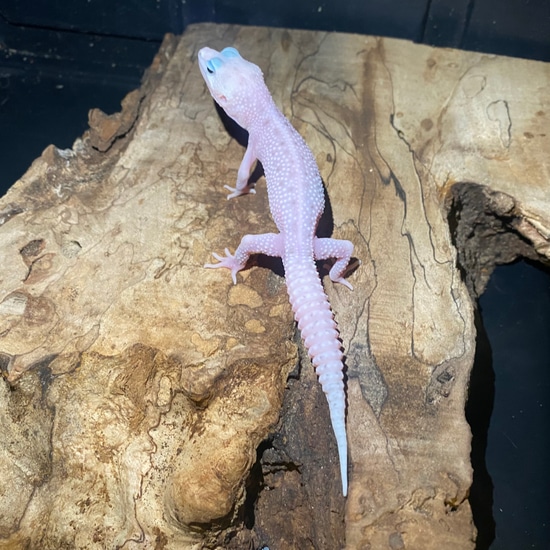 W/Y Super Snow Eclipse Leopard Gecko by The Triple P Premium Pets ...