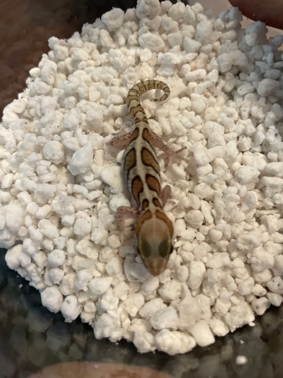 Stripe Pictus Gecko (Panther Gecko) 66% Het Anery More Gecko by The ...