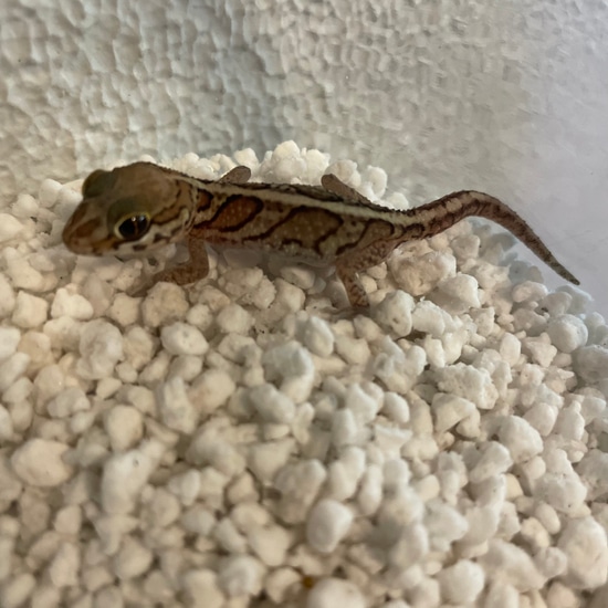 Stripe Pictus Gecko (Panther Gecko) 66% Het Anery More Gecko by The ...