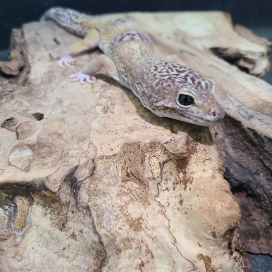 Male Proven Breeder Marble Eye Het Tremper Albino Ready To Breed ...