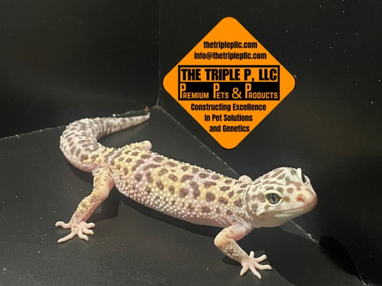 White & Yellow Mack Snow Leopard Gecko by The Triple P Premium Pets ...