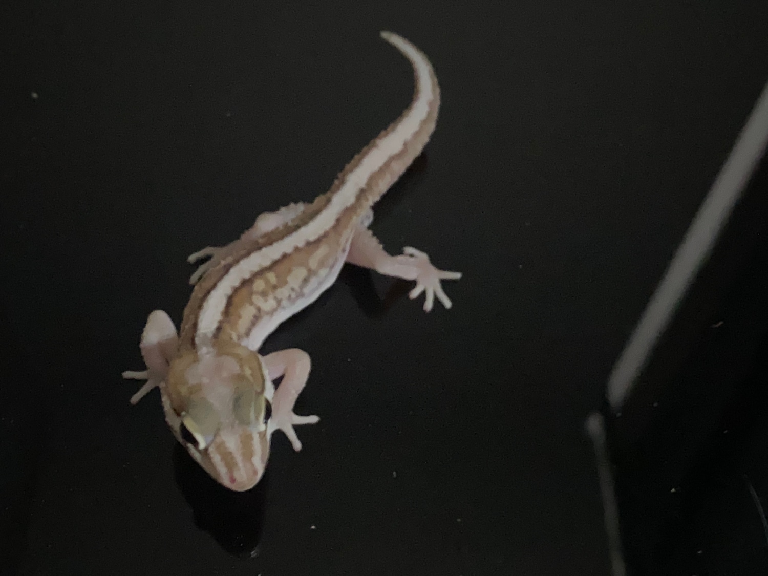 Super Low Pattern Bold Stripe Pictus Gecko (Panther Gecko)