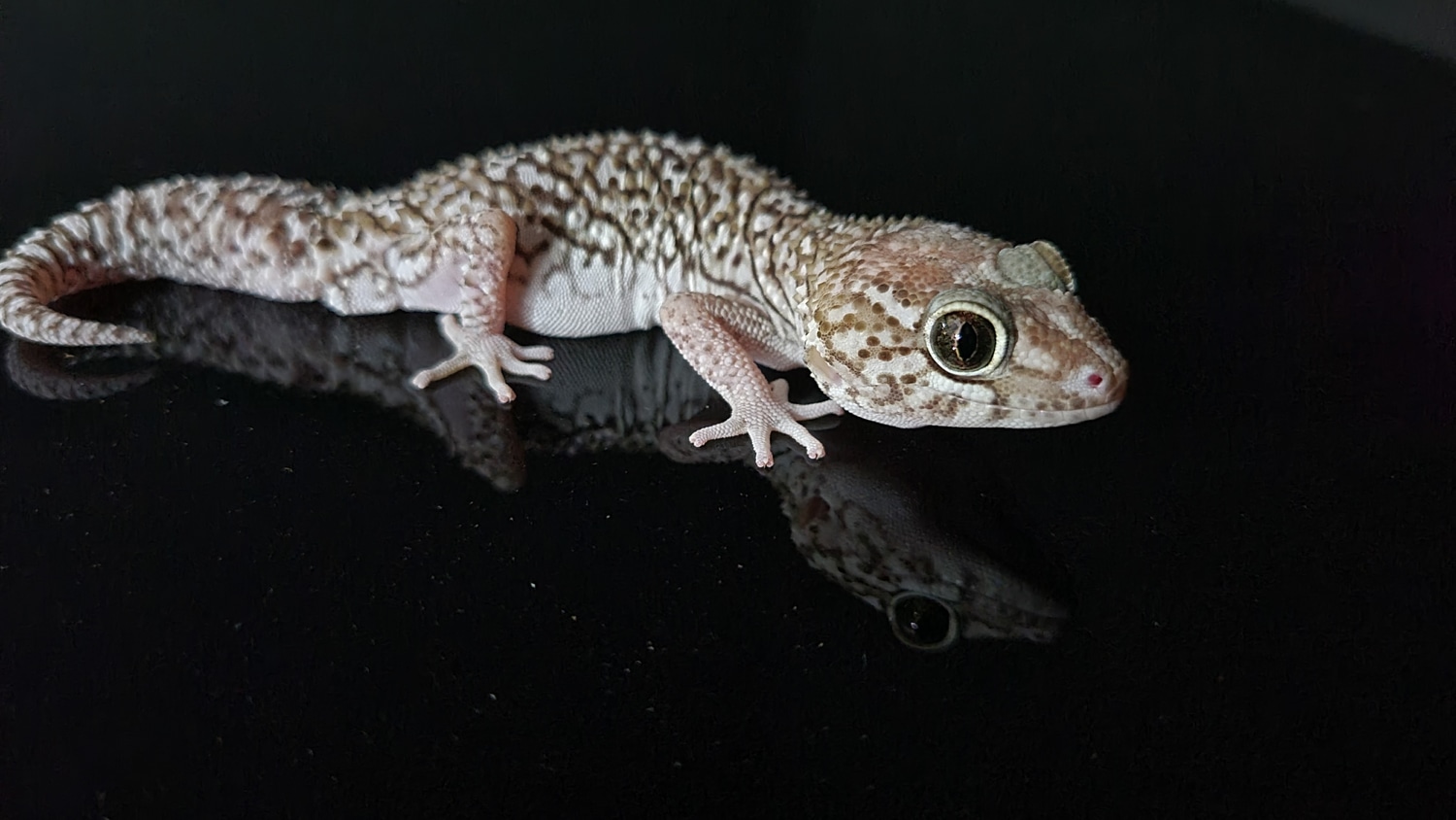 Pictus Gecko (Panther Gecko) Normal