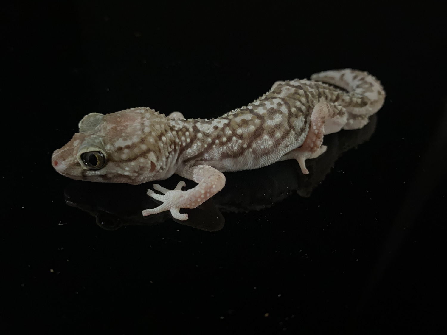 Pictus Gecko Panther (Gecko)