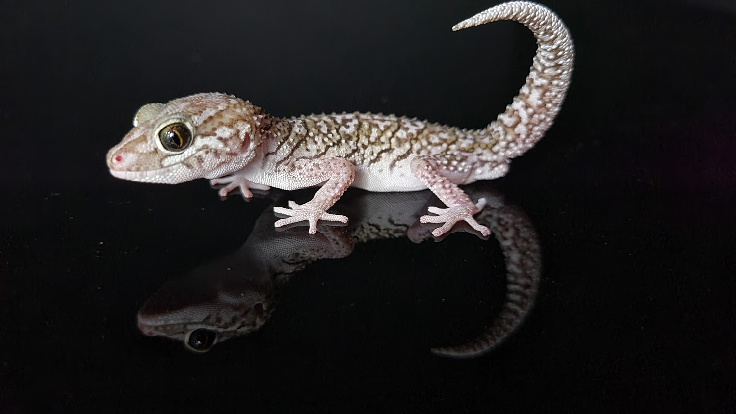 Pictus Gecko (Panther Gecko) Normal