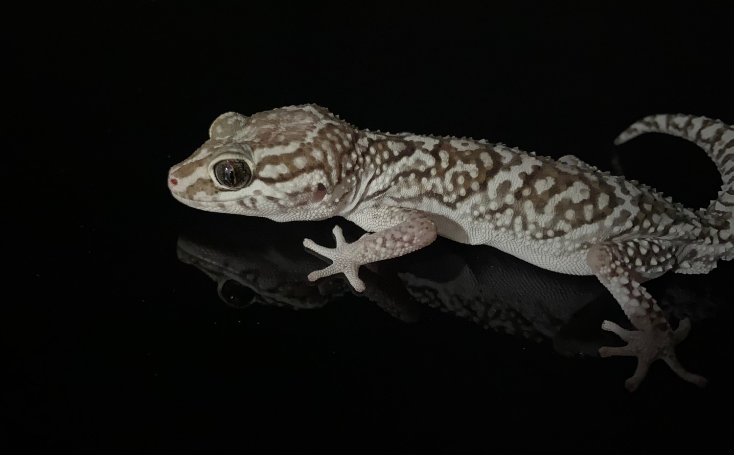 Pictus Gecko (Panther Gecko) Normal
