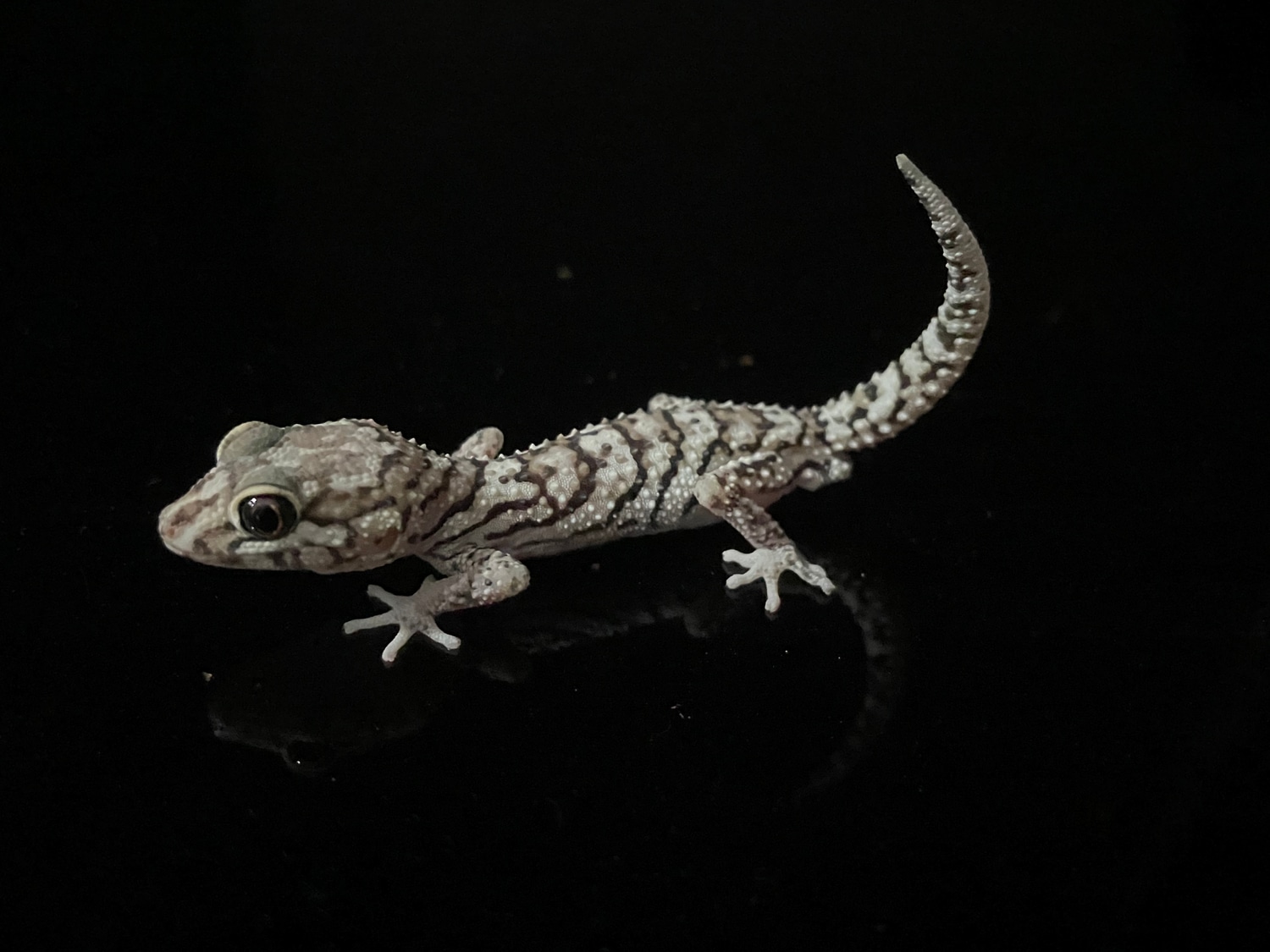 Pictus Gecko (Panther Gecko)