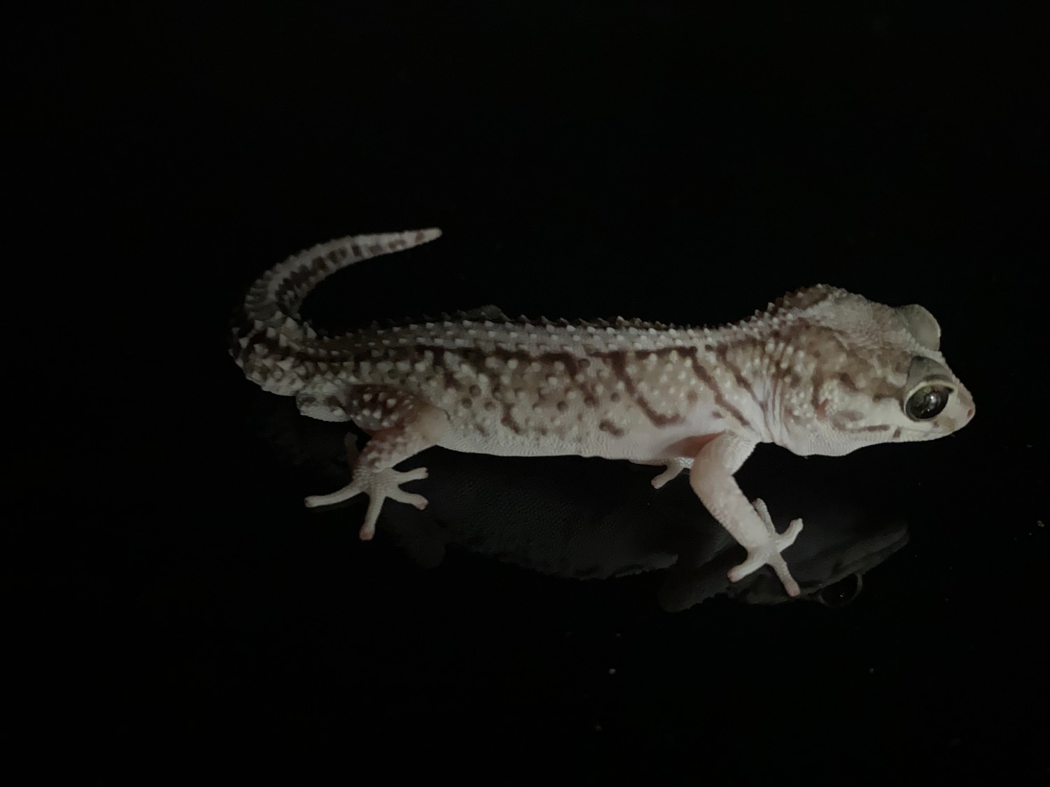 NO RESERVE Pictus Gecko (Panther Gecko) Anery Bold Stripe