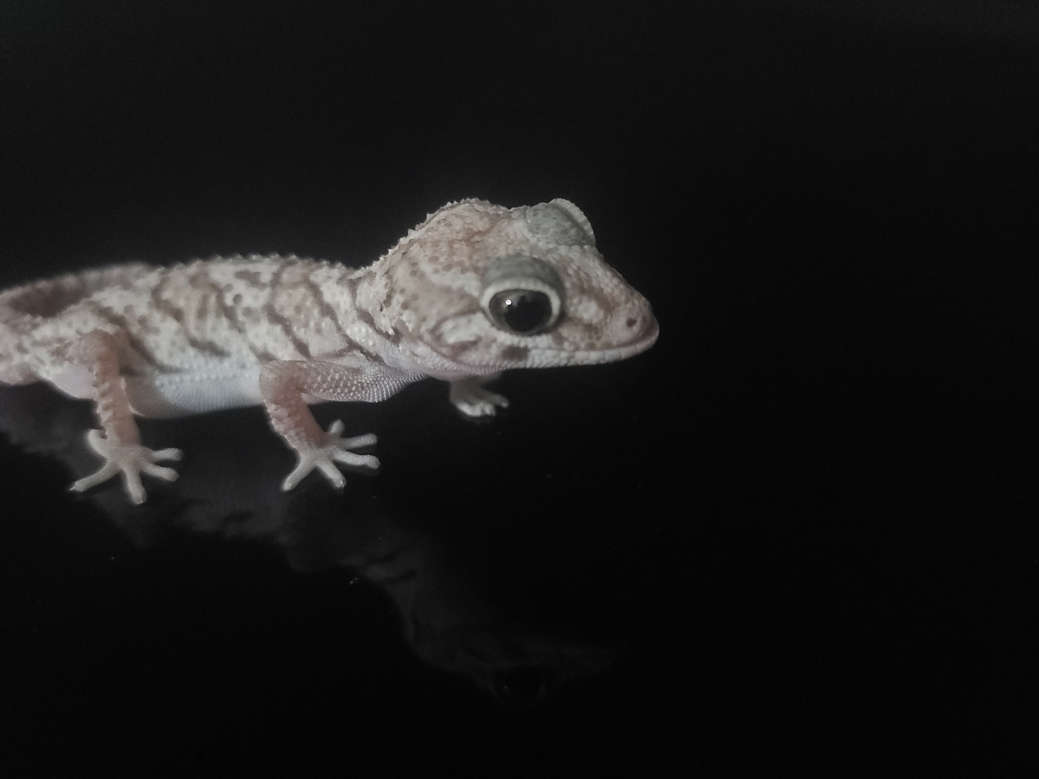 Anery Pictus Gecko (Panther Gecko)