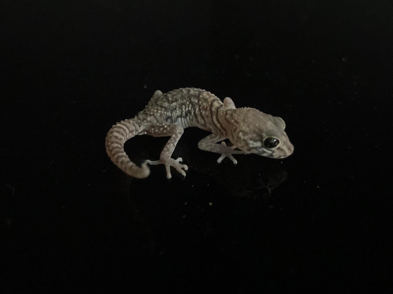 Pictus Gecko (Panther Gecko)