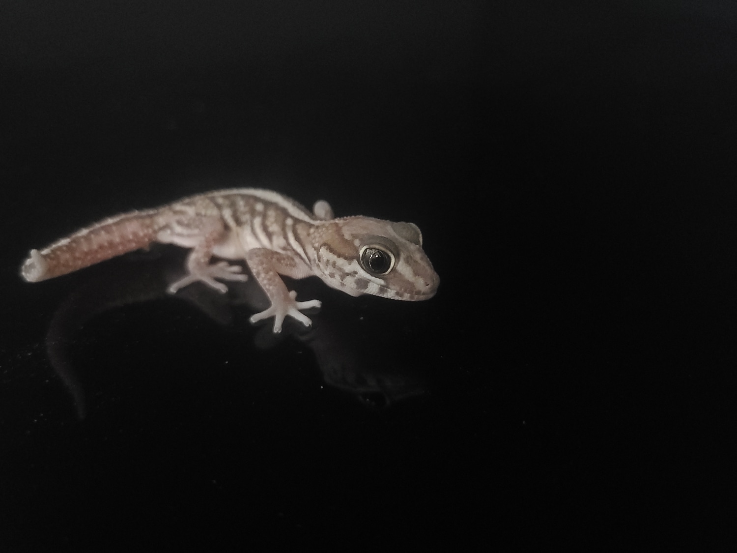 Bold Stripe Pictus Gecko (Panther Gecko)