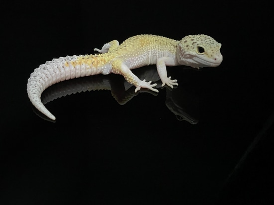 White & Yellow Mack Snow Eclipse Leopard Gecko by The Triple P Premium ...