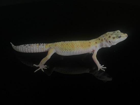White & Yellow Mack Snow Het Eclipse Leopard Gecko by The Triple P ...